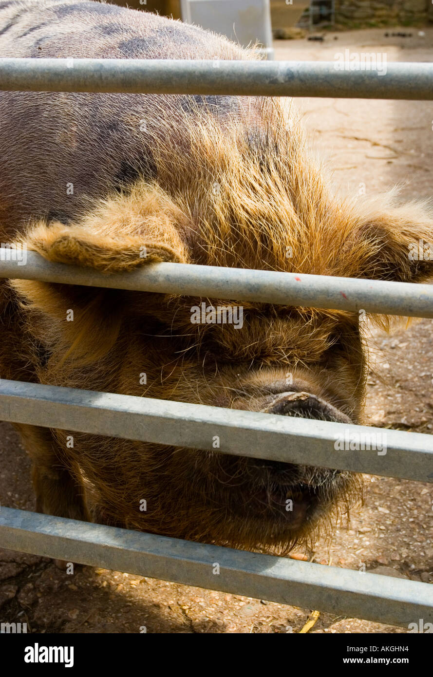Pig peering through railings on a farm Stock Photo - Alamy