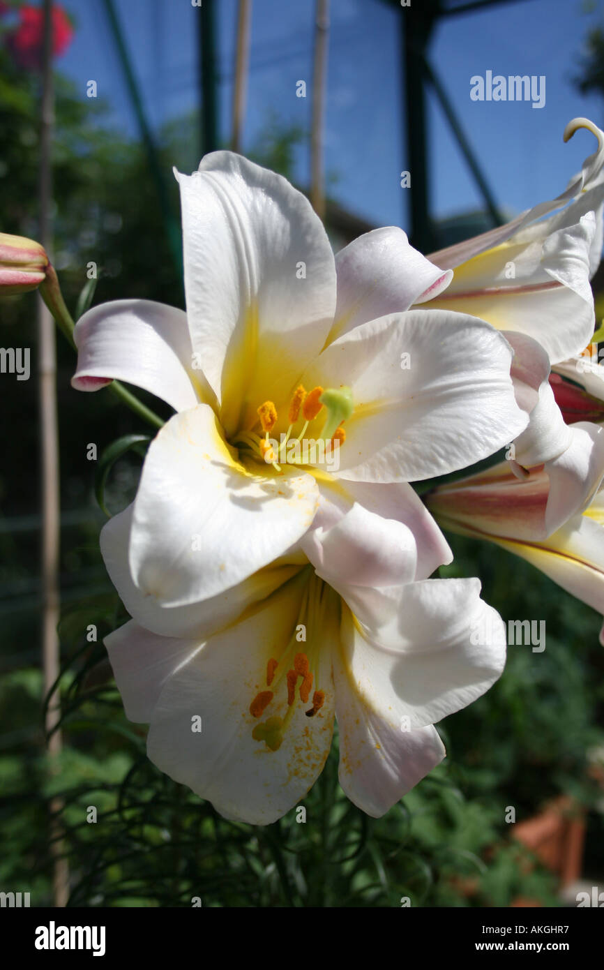 LILIUM REGALE. REGAL LILY. WHITE Stock Photo - Alamy