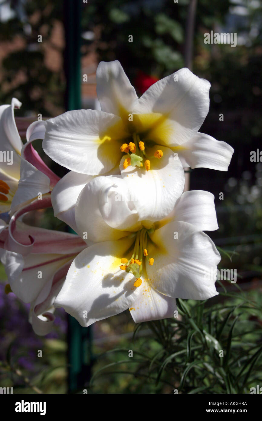 LILIUM REGALE. REGAL LILY. WHITE Stock Photo - Alamy