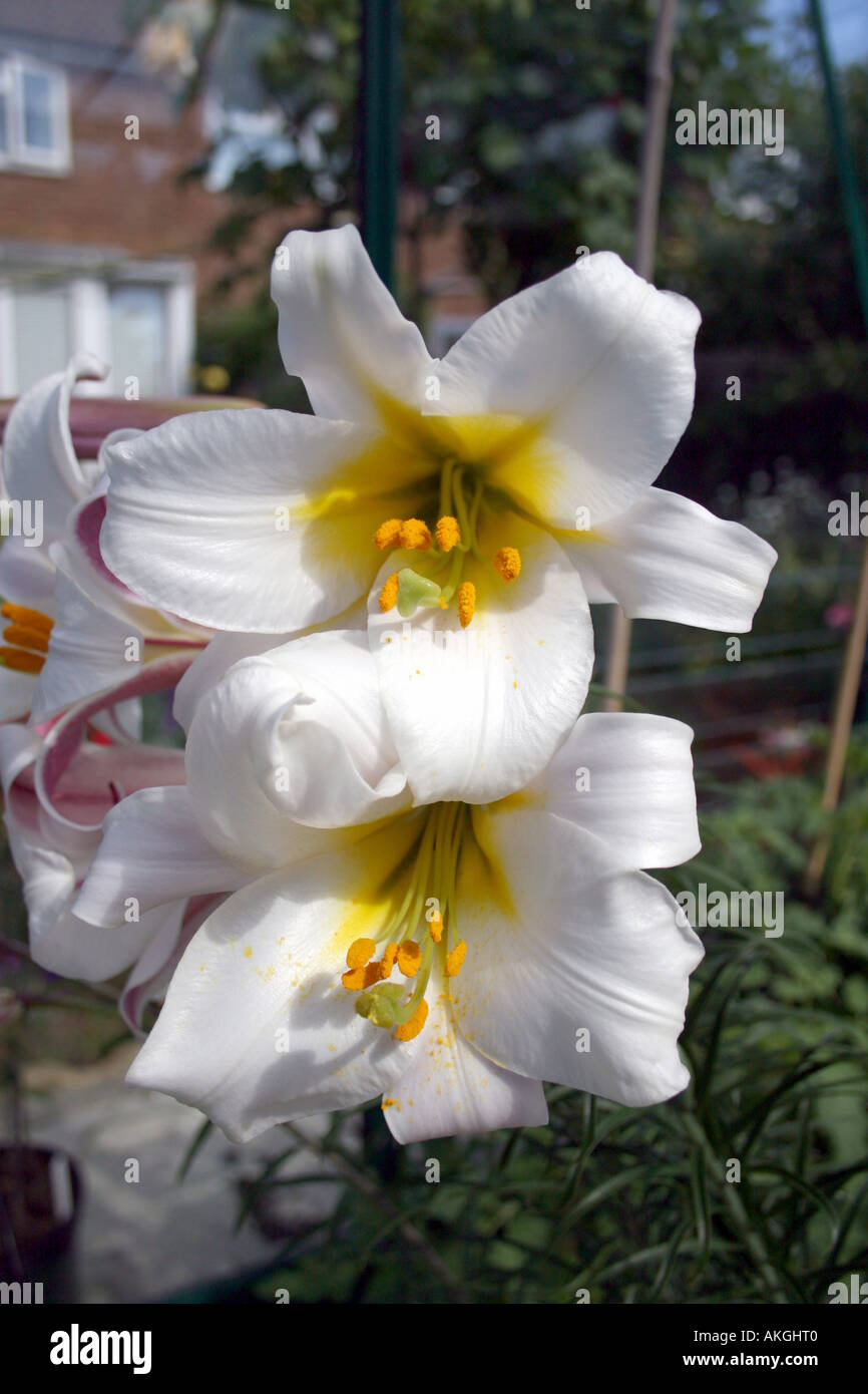 LILIUM REGALE. REGAL LILY. WHITE Stock Photo - Alamy