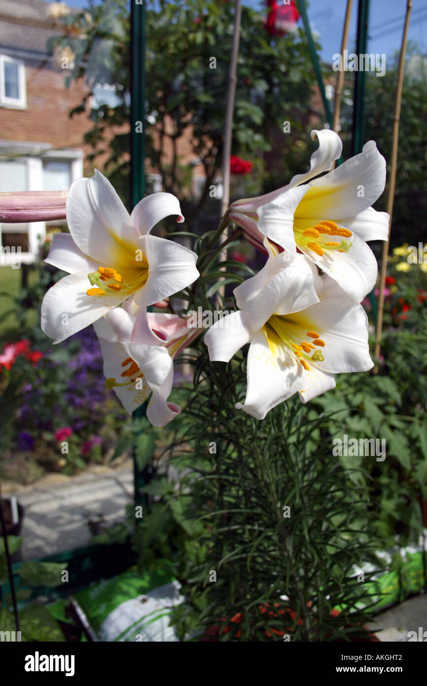 LILIUM REGALE. REGAL LILY. WHITE Stock Photo - Alamy