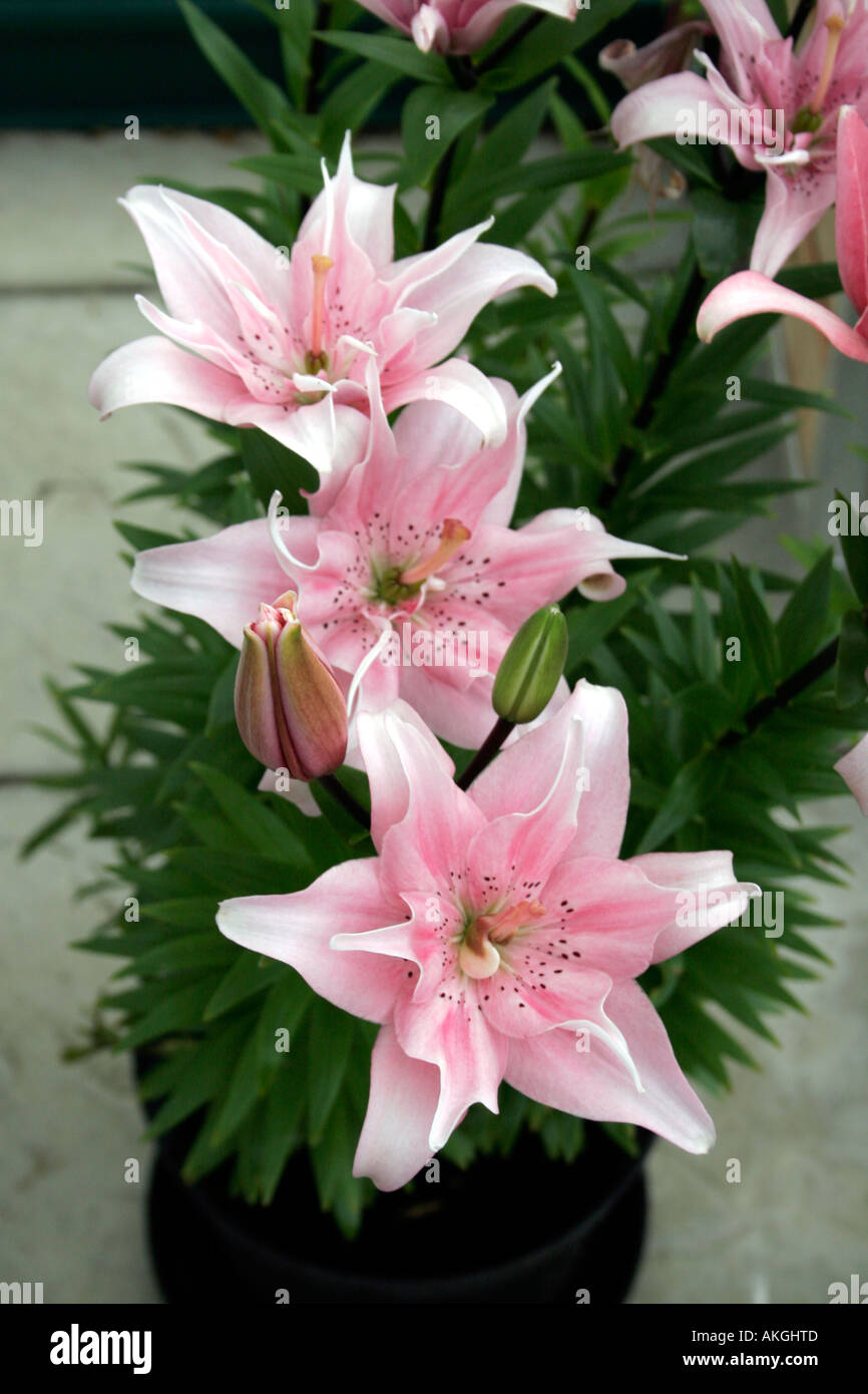 LILIUM ELODIE. PINK LILY Stock Photo - Alamy