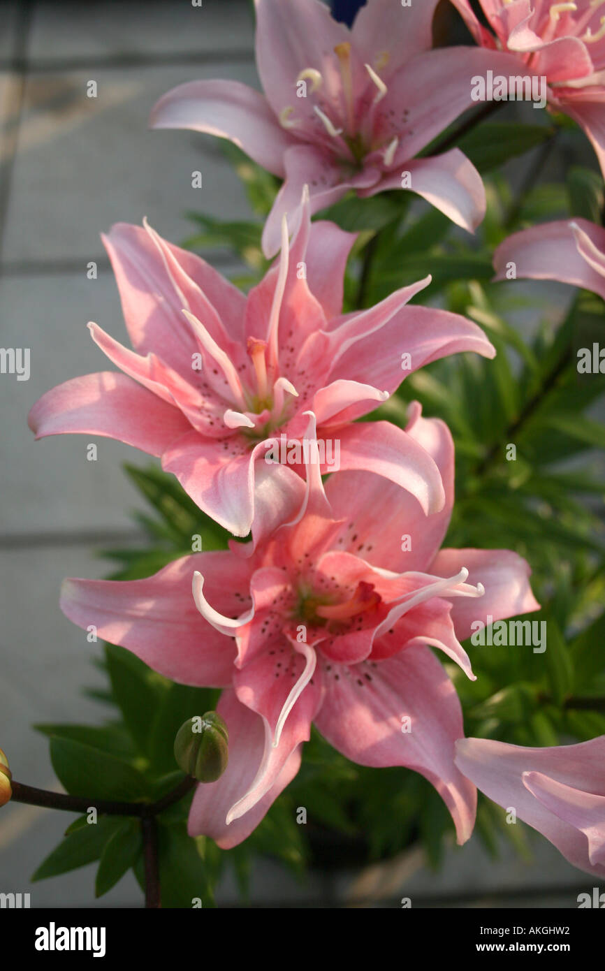 Elodie lily hi-res stock photography and images - Alamy