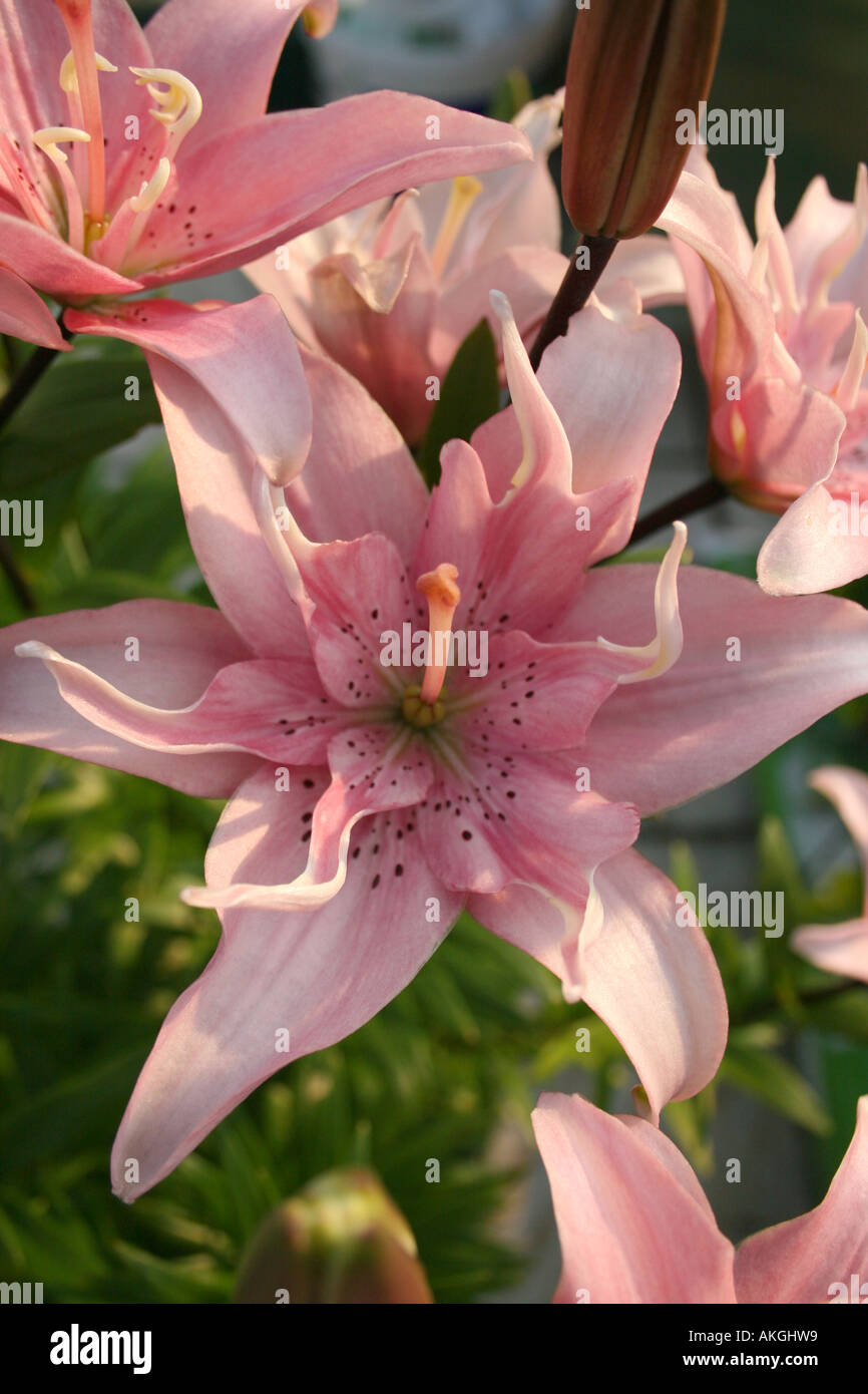 Elodie lily hi-res stock photography and images - Alamy