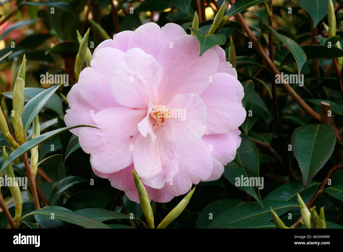 Camellia japonica "Charles Colbert Stock Photo - Alamy