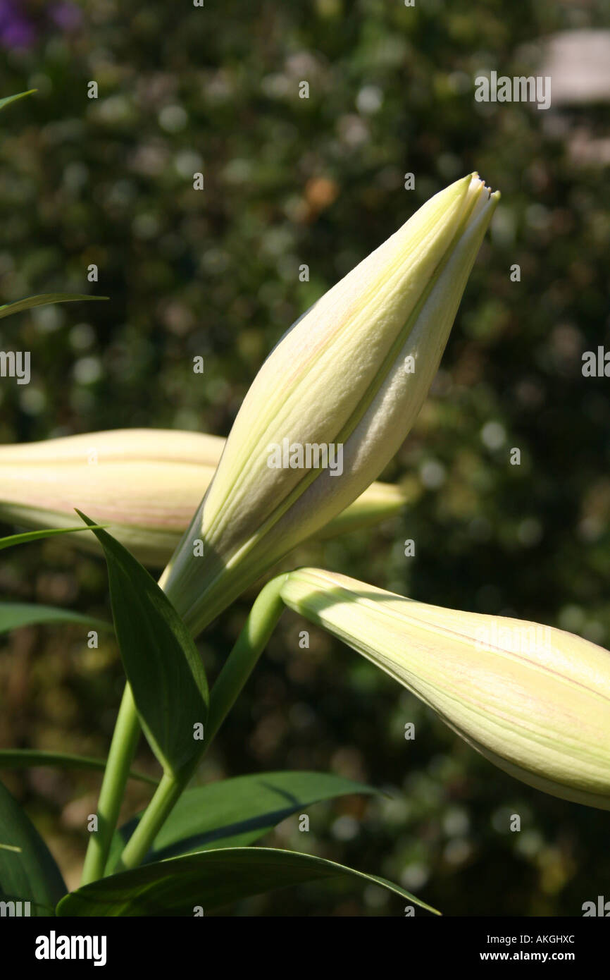 THE FLOWER BUDS OF TRIUMPHATOR LILY. LILIUM Stock Photo - Alamy