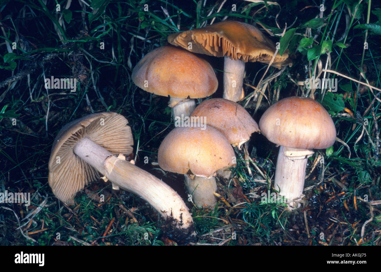 the gypsy (Rozites caperatus), group on forest ground Stock Photo - Alamy