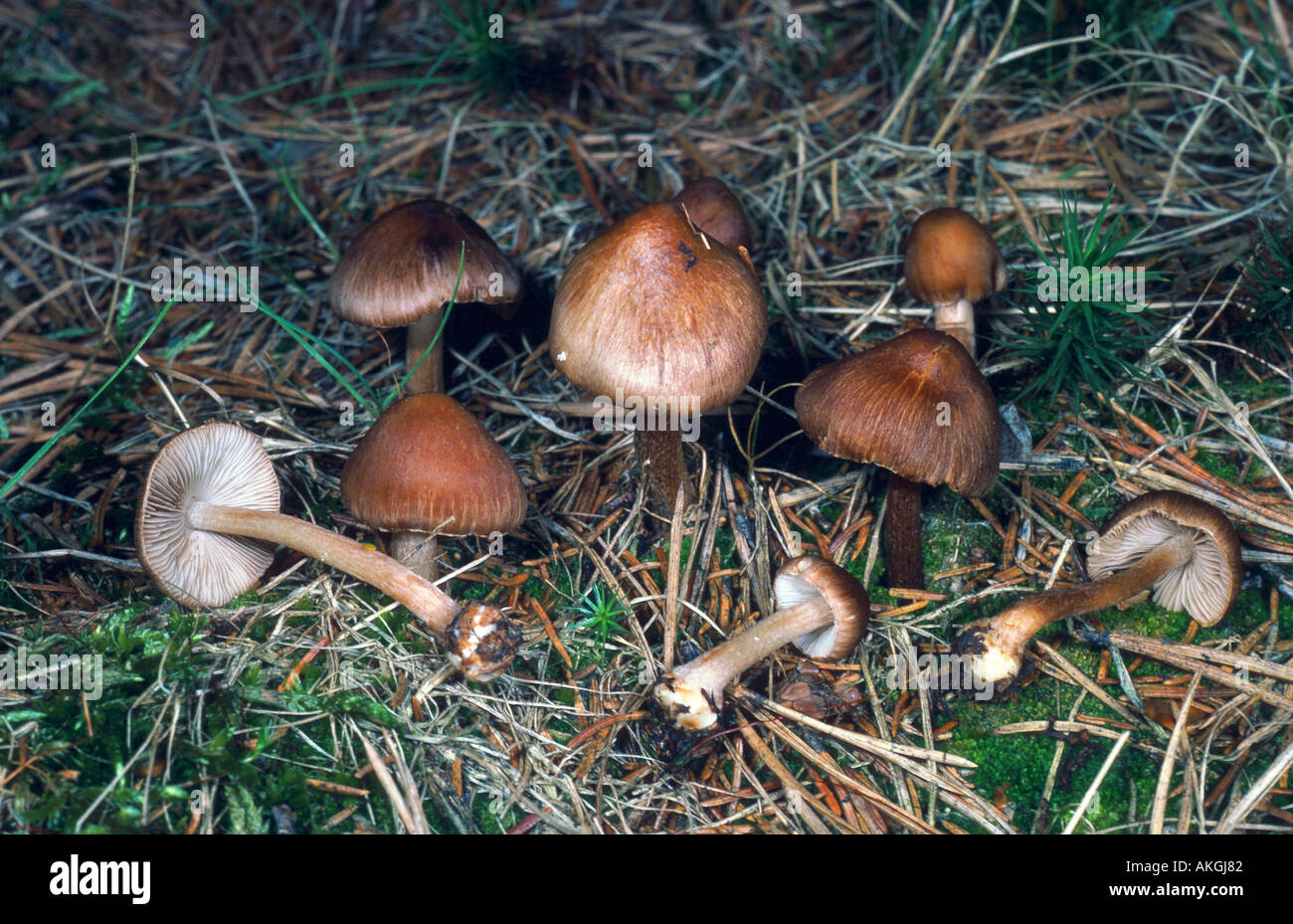 Inocybe napipes hi-res stock photography and images - Alamy
