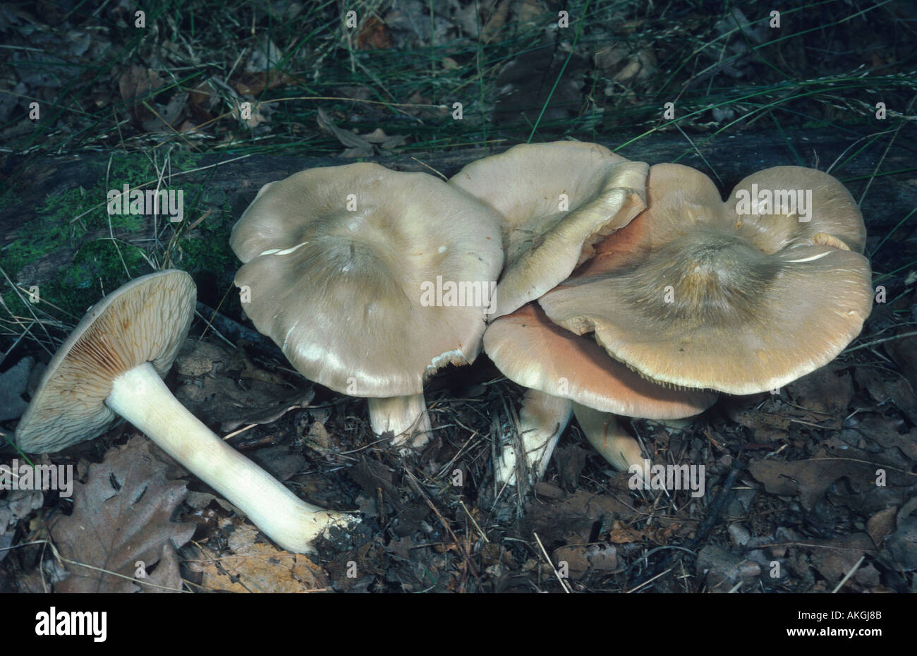 livid pinkgill (Entoloma sinuatum, Entoloma lividum, Entoloma eulividum ...