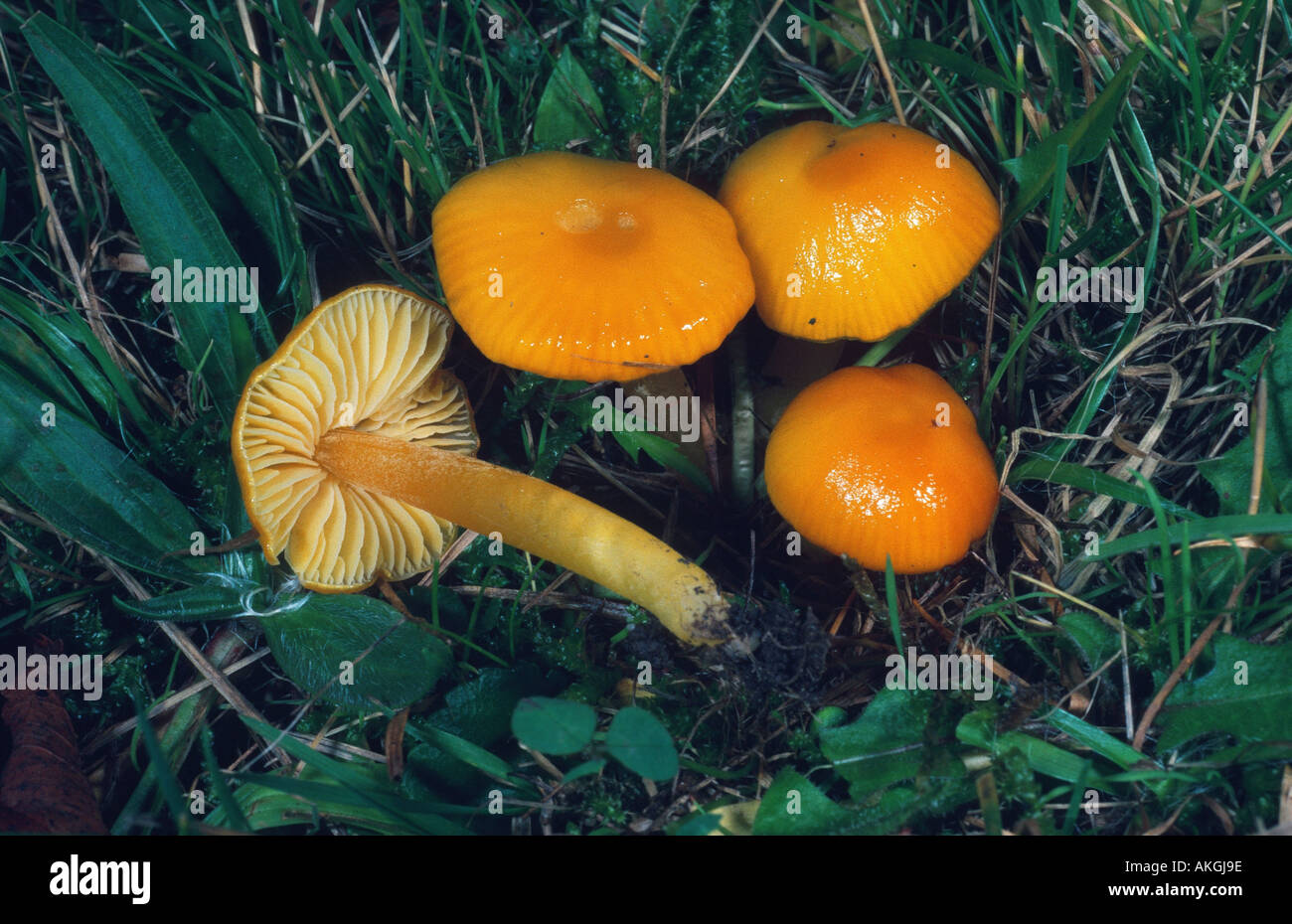 golden waxcap (Hygrocybe chlorophana), four fruiting bodies between ...