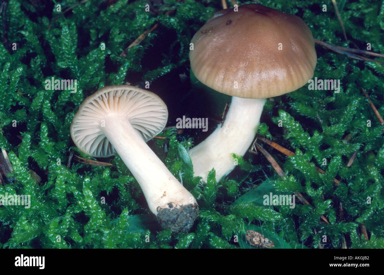 toasted waxcap (Hygrocybe colemanniana, Camarophyllus colemanniana ...