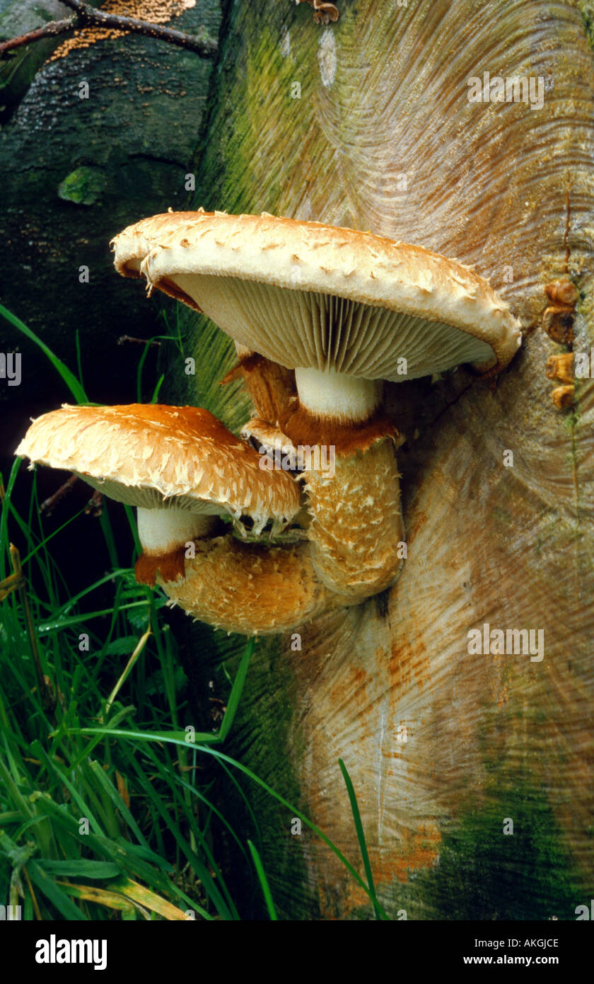 Fruiting bodies on tree trunk hi-res stock photography and images - Alamy
