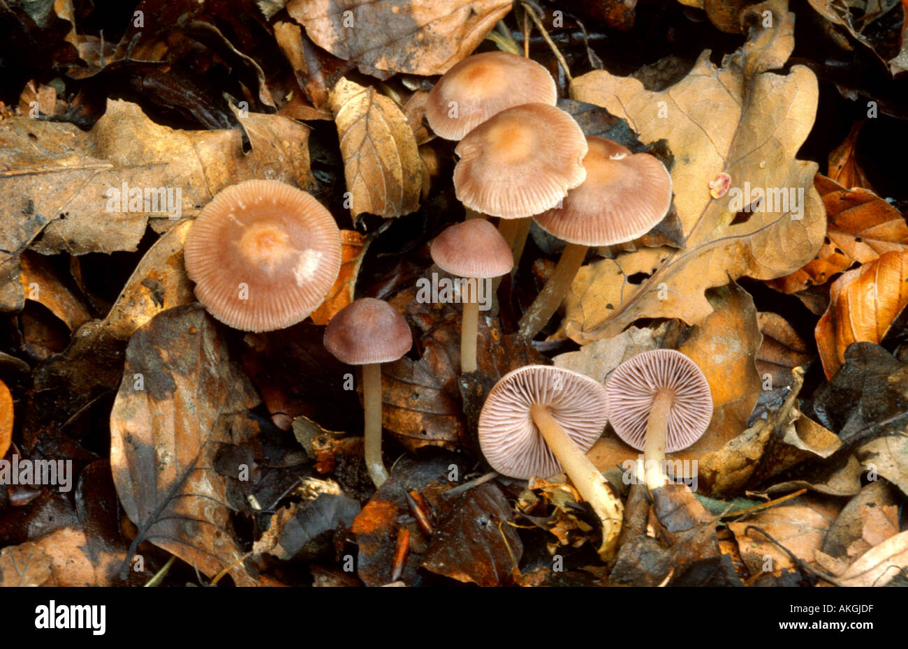 Diosma hi-res stock photography and images - Alamy