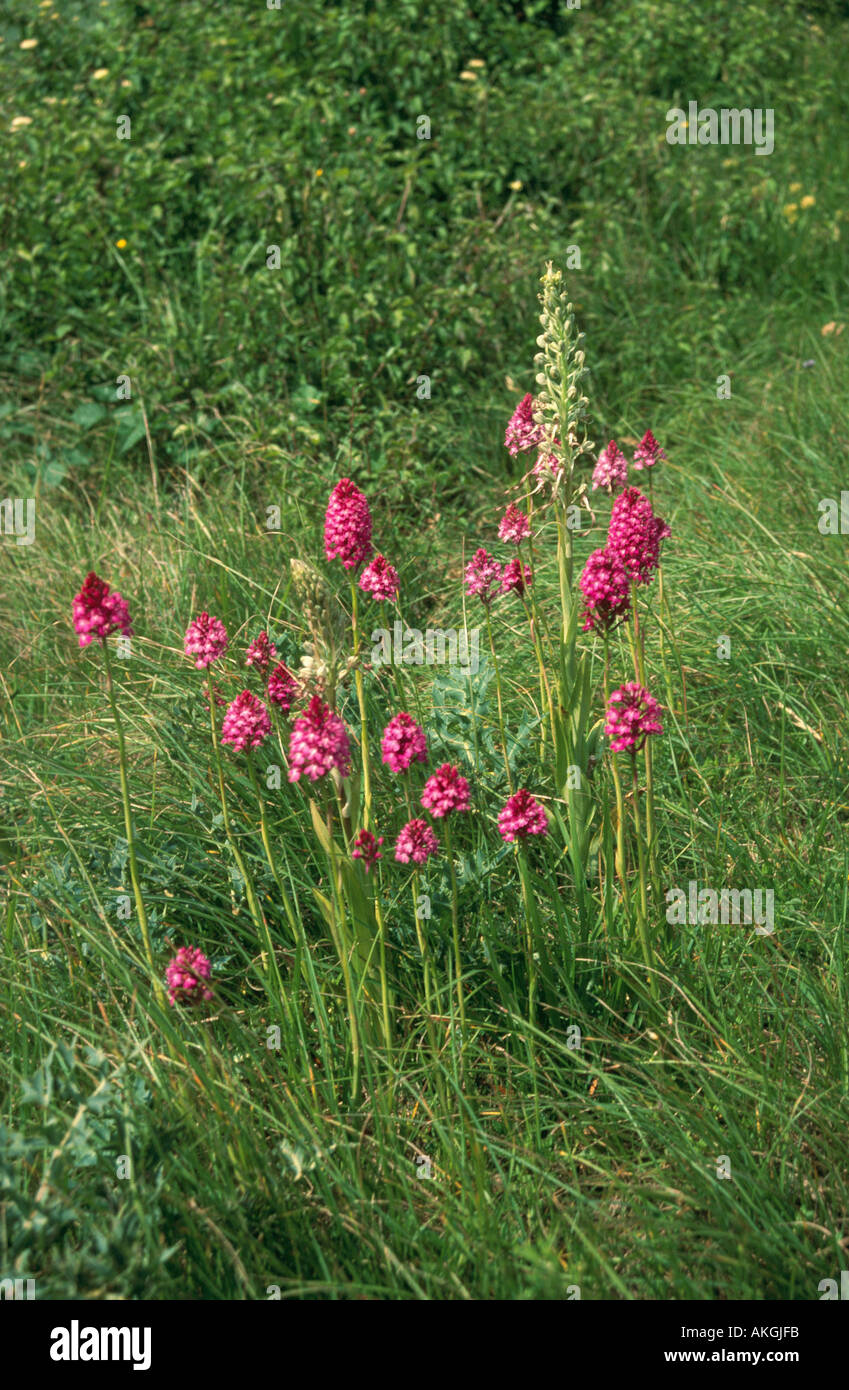 pyramidal orchid (Anacamptis pyramidalis), plant at the growth-side ...