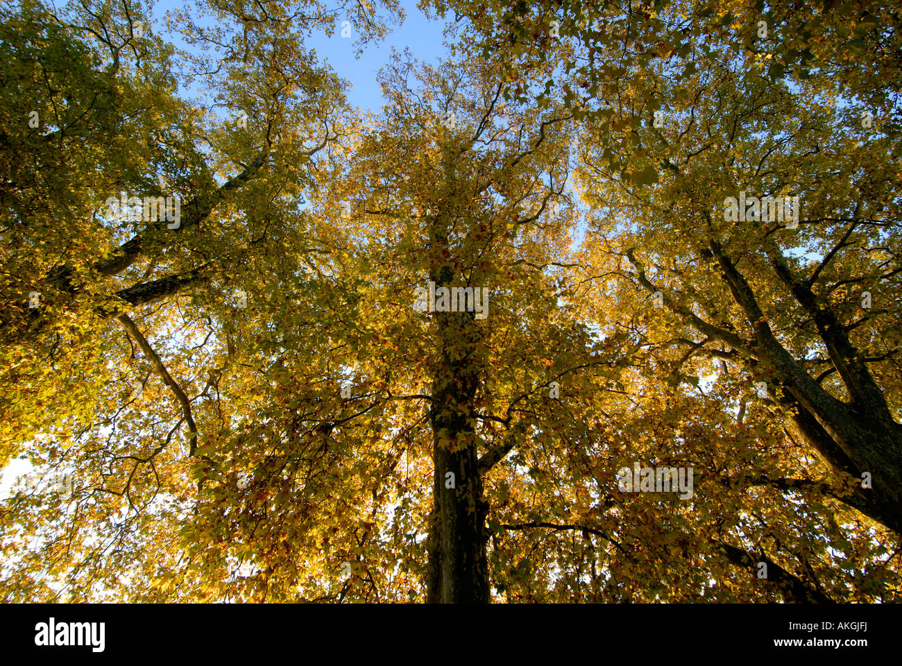 Plane trees - Platanus acerifolia, sud-Touraine France Stock Photo - Alamy