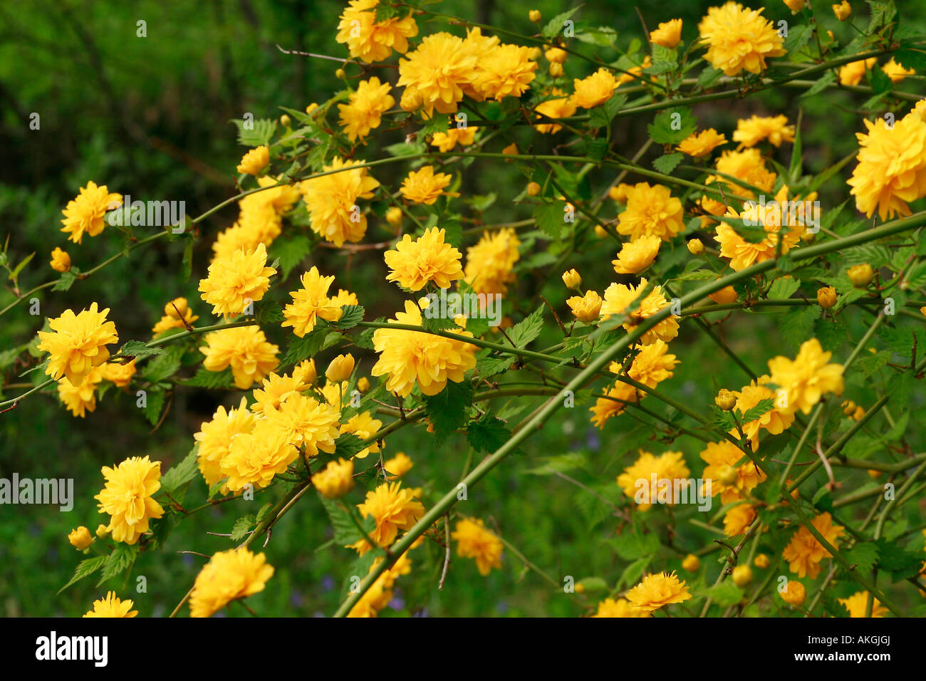 Kerria japonica "Pleniflora Stock Photo - Alamy