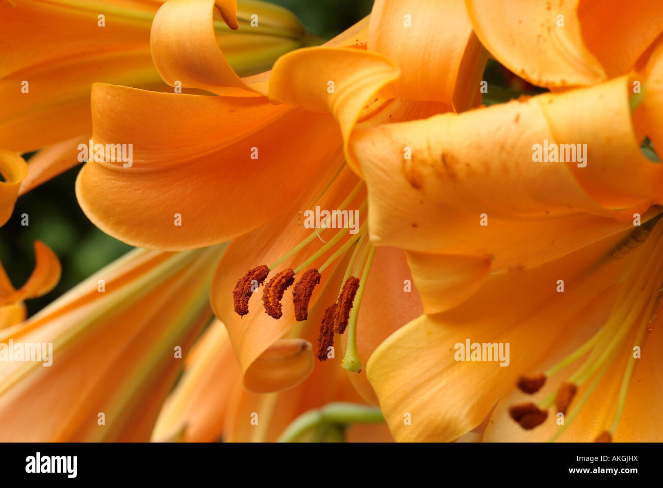 The african queen hi-res stock photography and images - Alamy