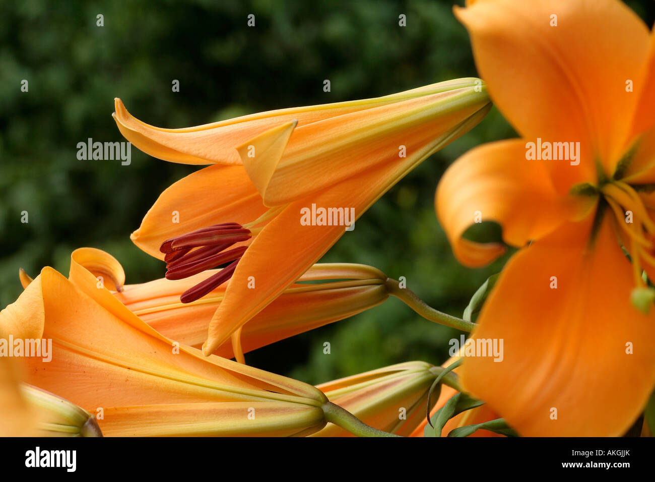 Lilium "African Queen Stock Photo - Alamy
