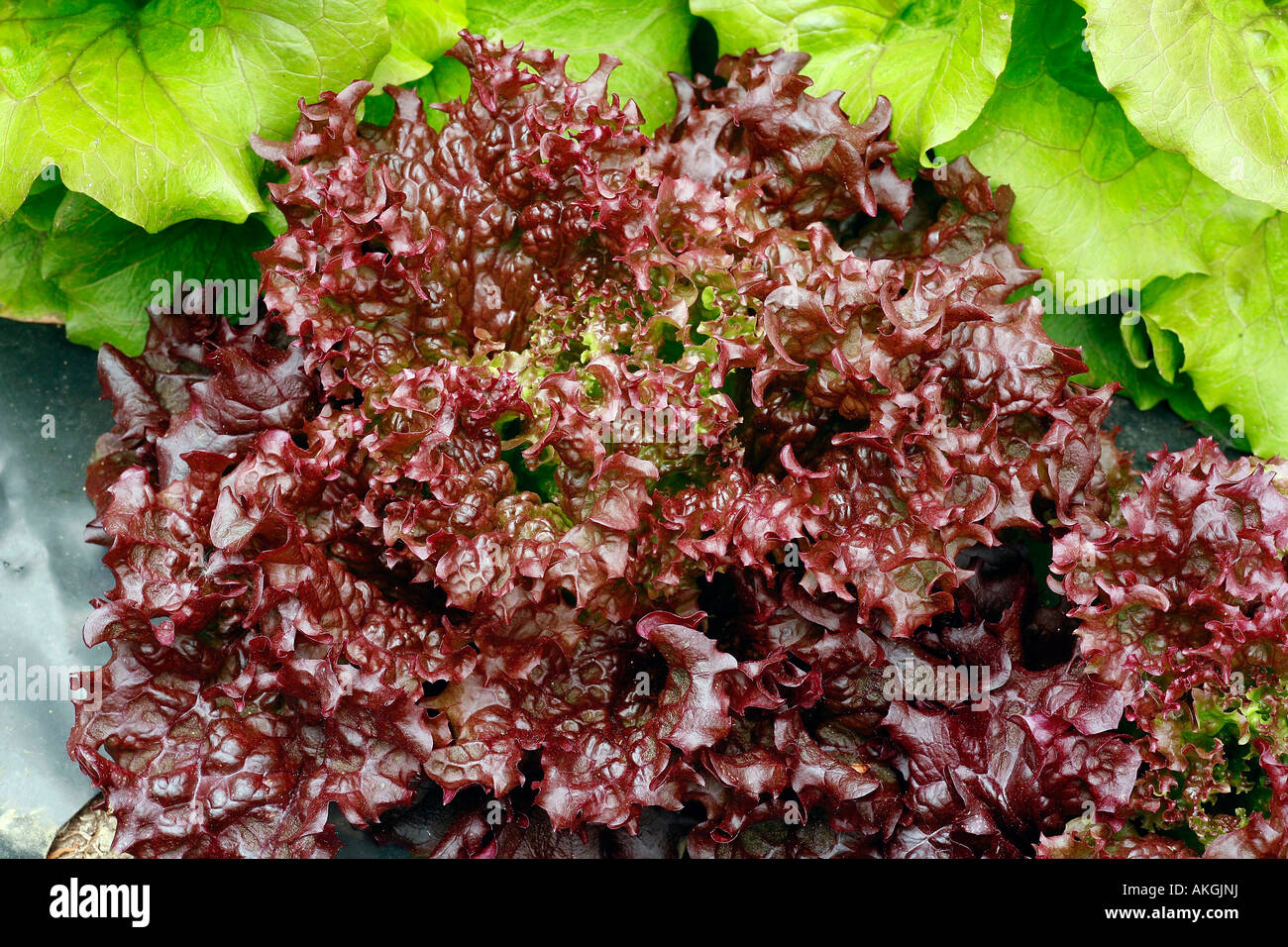 Lettuce "Lollo Rossa Stock Photo - Alamy