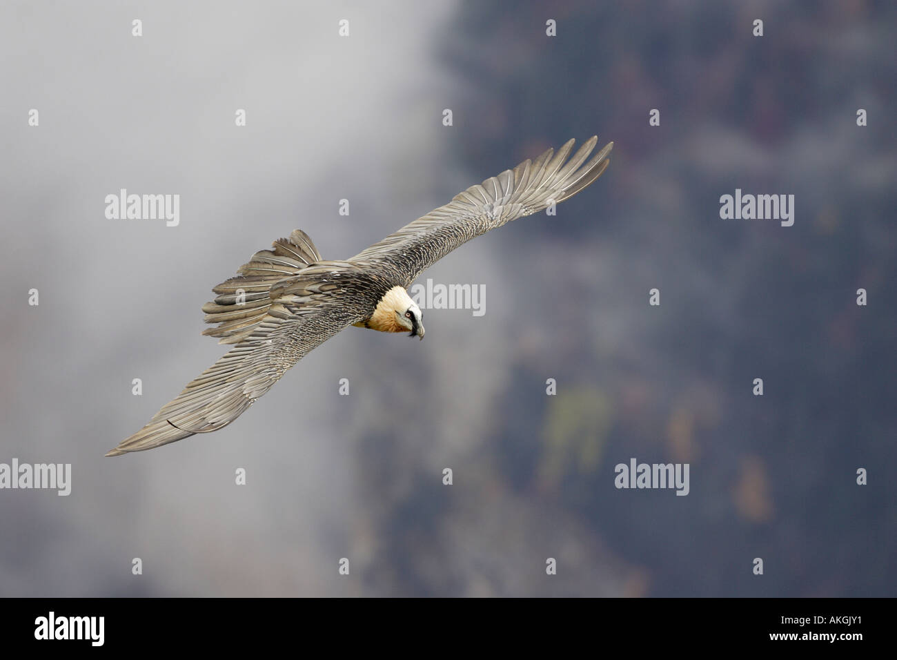 Flying bird over mountains hi-res stock photography and images - Alamy
