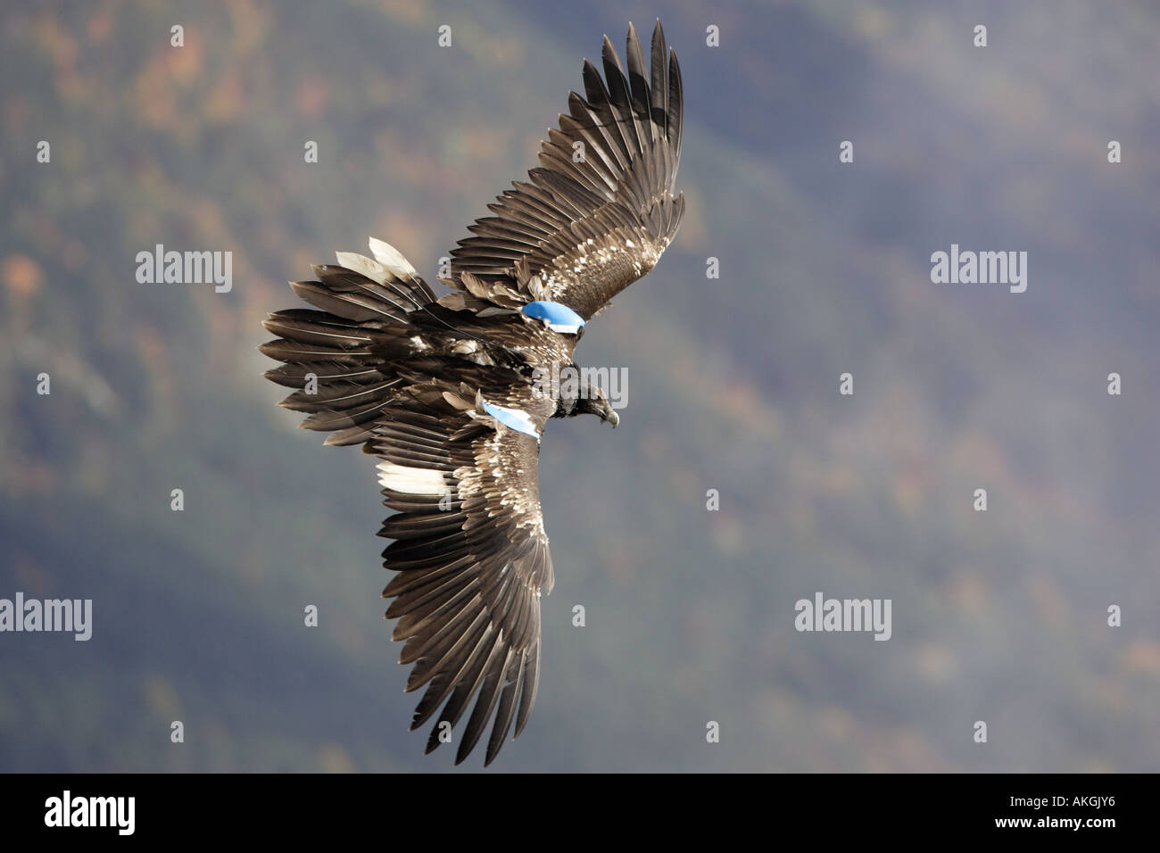 Immature Lammergeier vulture flying over the mountains in the Spanish ...