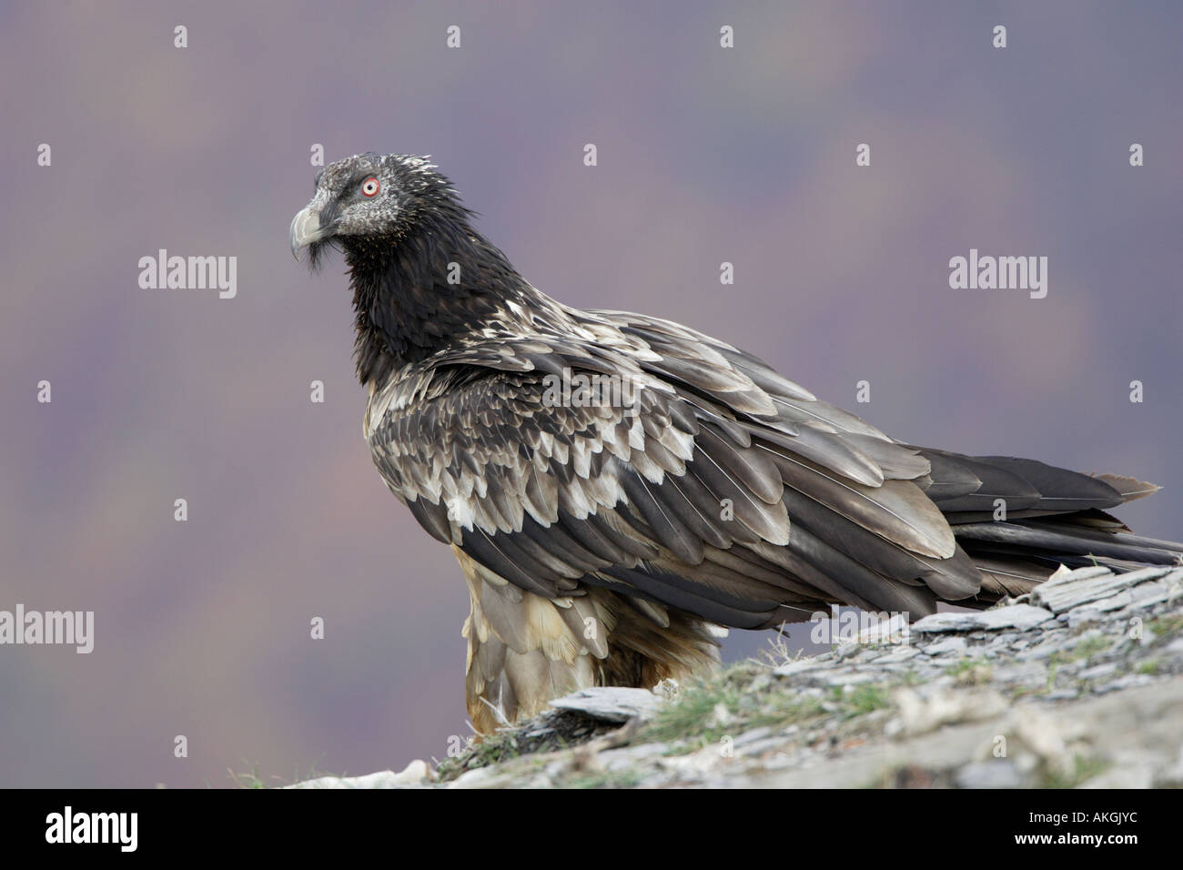 Immature Lammergeier Vulture at a feeding site in the Spanish Pyrenees ...