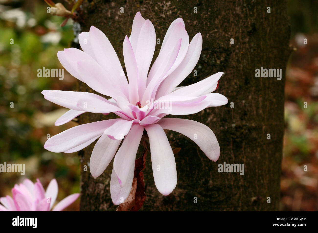 Magnolia Stellata Rosea High Resolution Stock Photography and Images ...