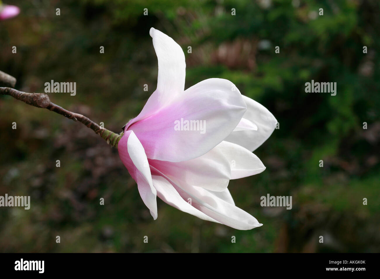 Magnolia mark jury hi-res stock photography and images - Alamy