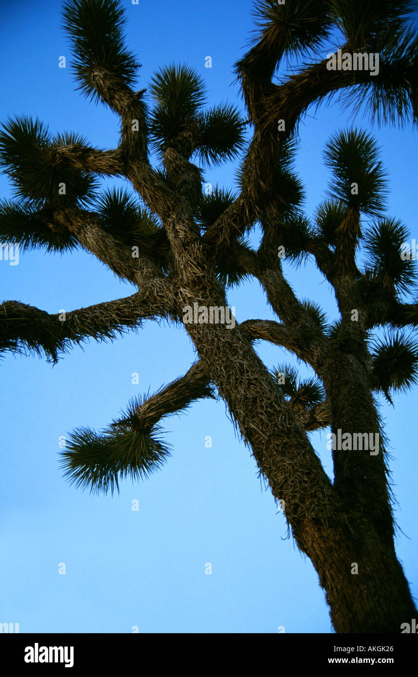 Crazy tree branches hi-res stock photography and images - Alamy