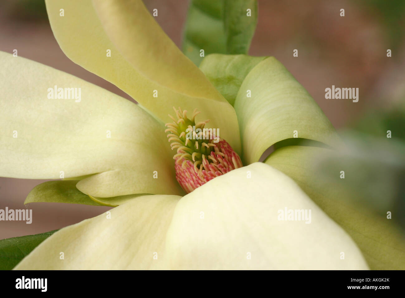 Magnolia "Solar Flair Stock Photo - Alamy