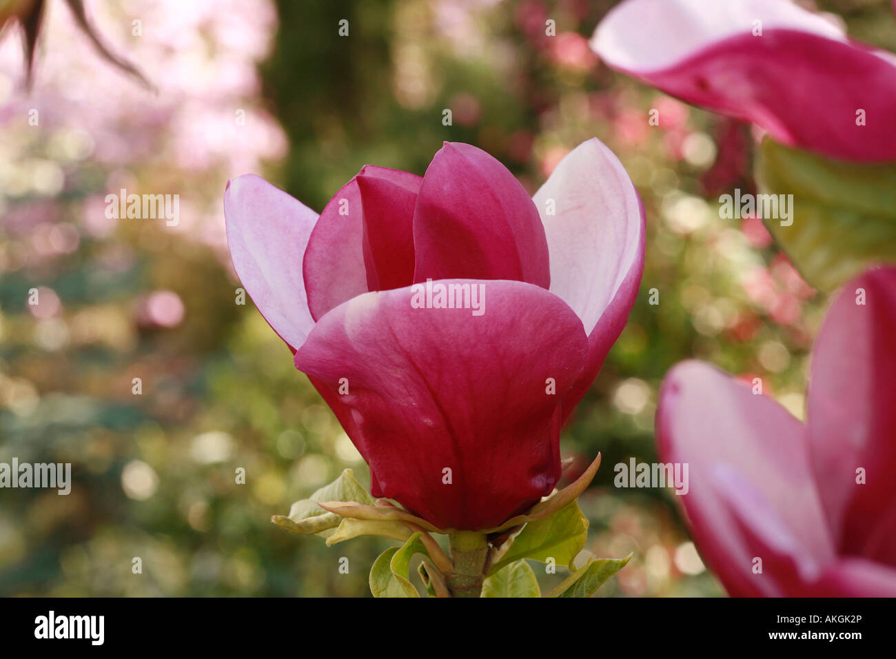Magnolia x soulangeana "Rustica Rubra Stock Photo - Alamy