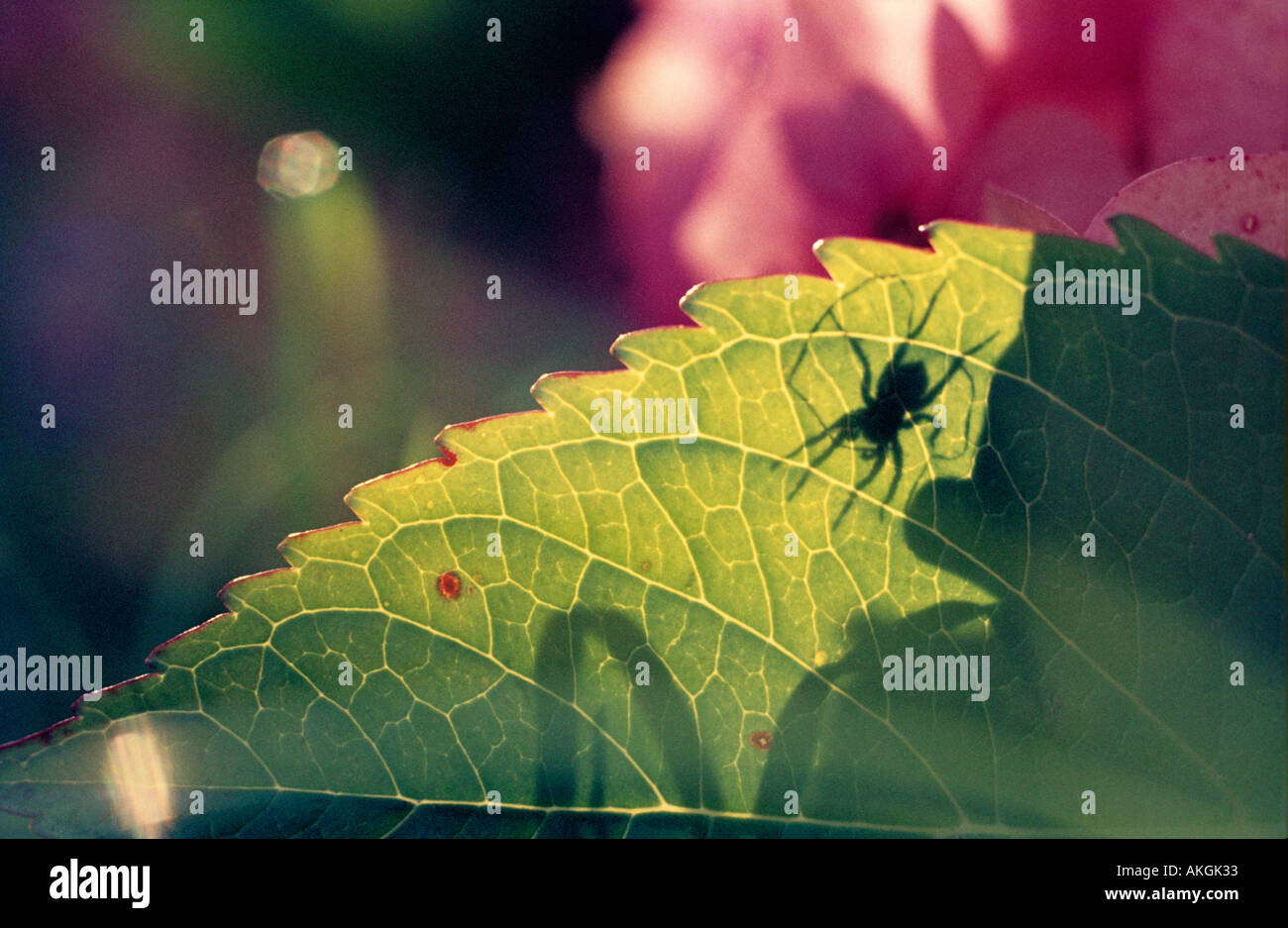 Shadow of a spider on a leaf Stock Photo - Alamy