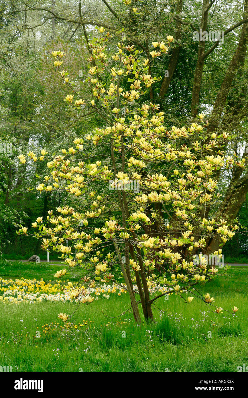 Goldstar hi-res stock photography and images - Alamy