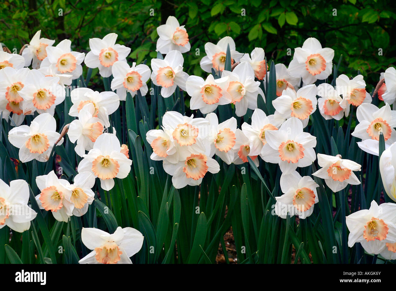 Narcissus pink charm hi-res stock photography and images - Alamy