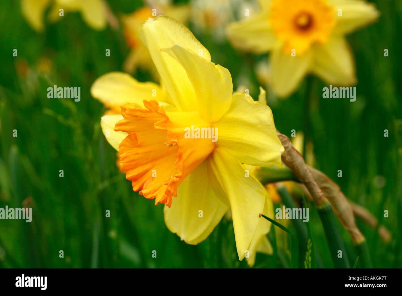 Jetfire narcissus hi-res stock photography and images - Alamy