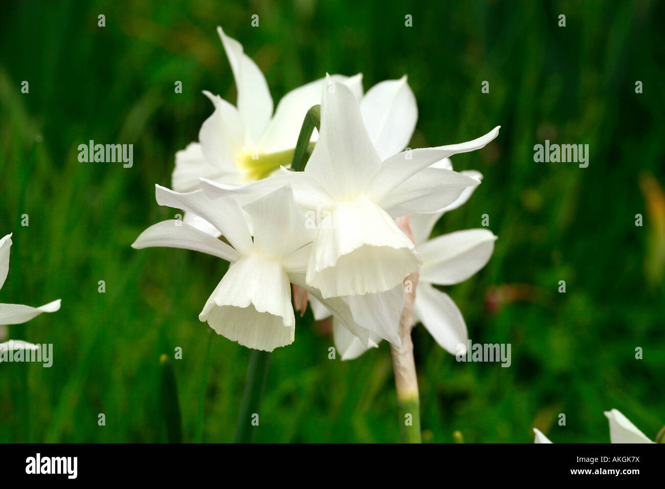 Thalia hi-res stock photography and images - Alamy