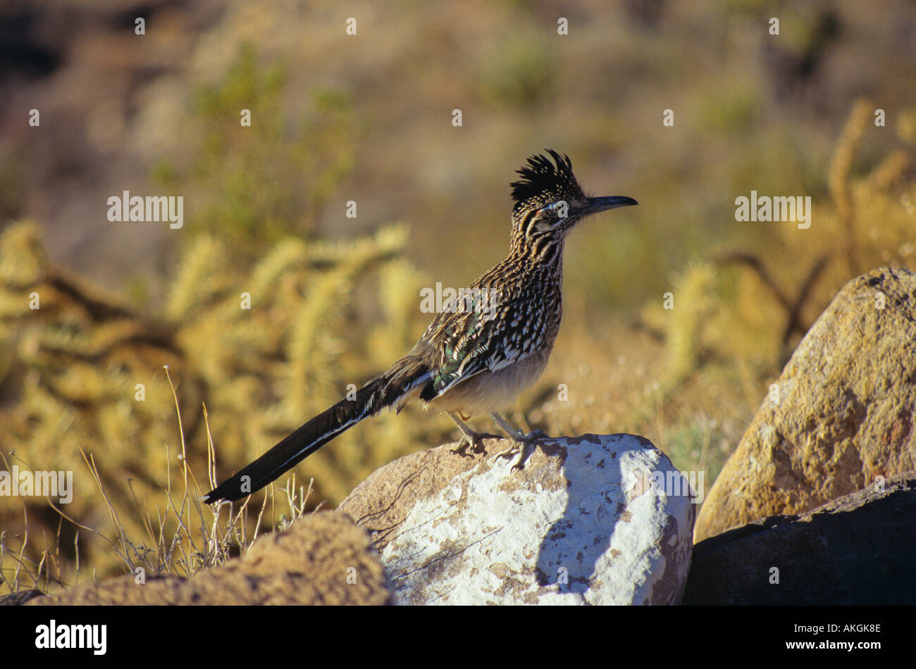 Roadrunner cartoon hi-res stock photography and images - Alamy