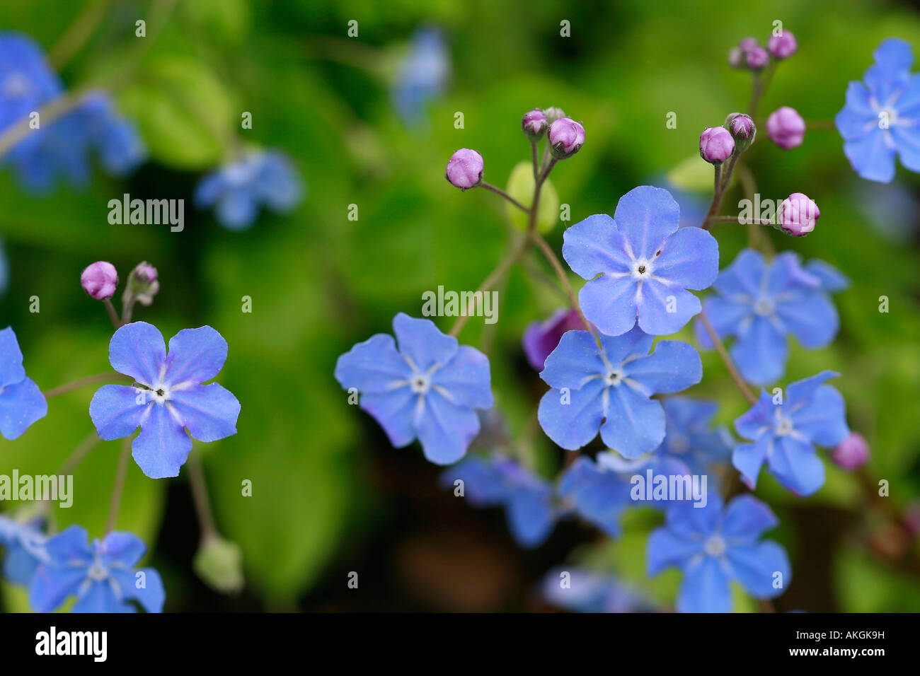 Omphalodes cappadocica hi-res stock photography and images - Alamy