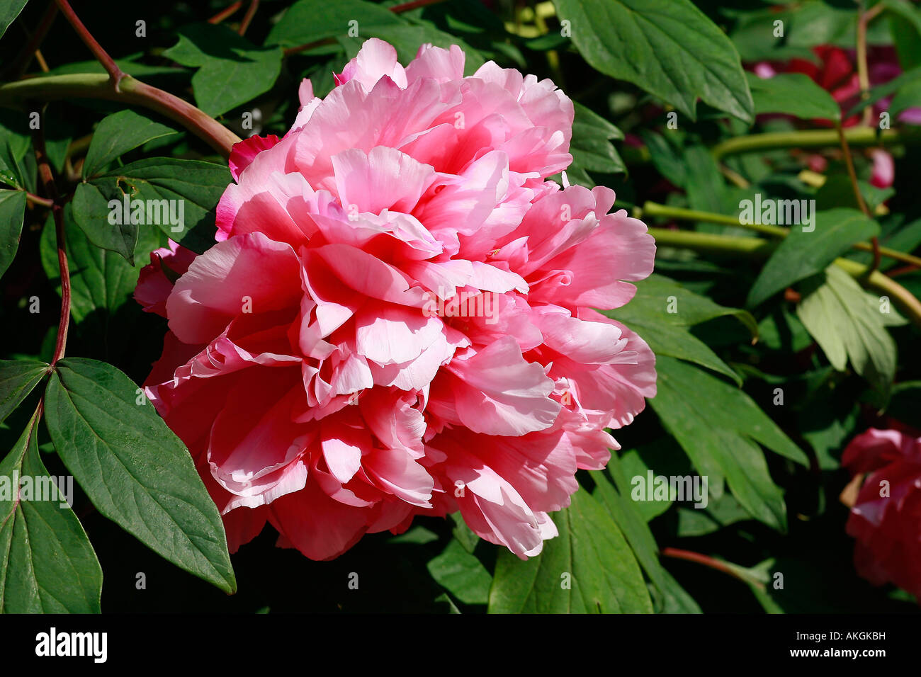 Princess amelie hi-res stock photography and images - Alamy