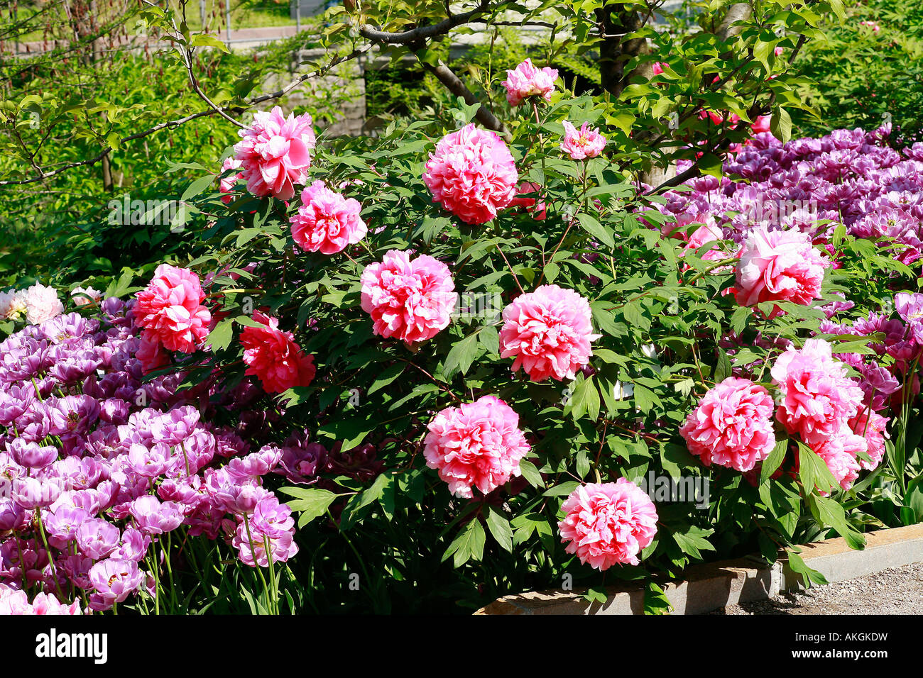 Princess amelie hi-res stock photography and images - Alamy