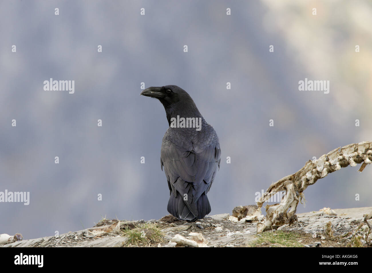 Raven with Bones at a feeding site in the Spanish Pyrenees Stock Photo ...