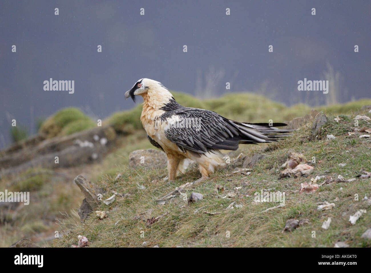 Bearded vulture bone hi-res stock photography and images - Alamy