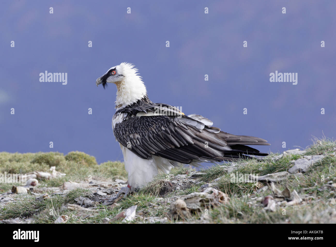 Sitre in hi-res stock photography and images - Alamy