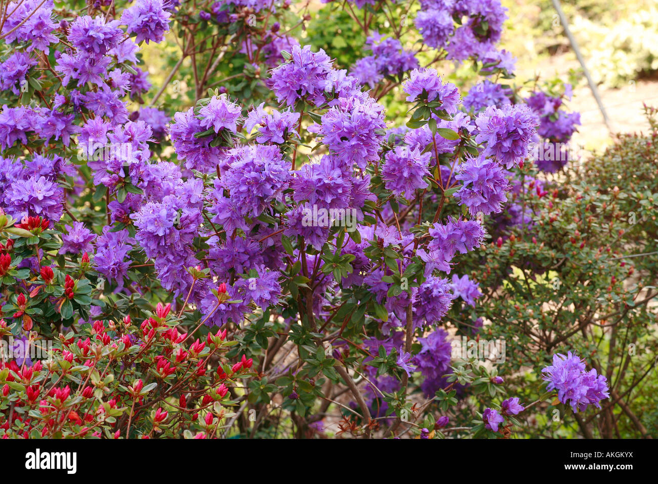 Rhododendron "Blue Diamond Stock Photo - Alamy
