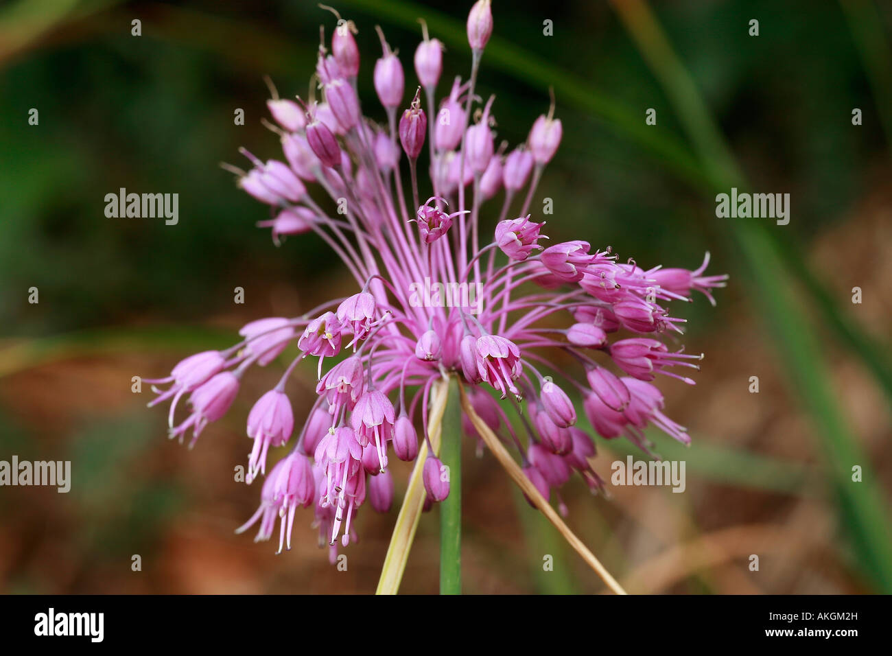 Allium carinatum ssp. pulchellum Stock Photo - Alamy