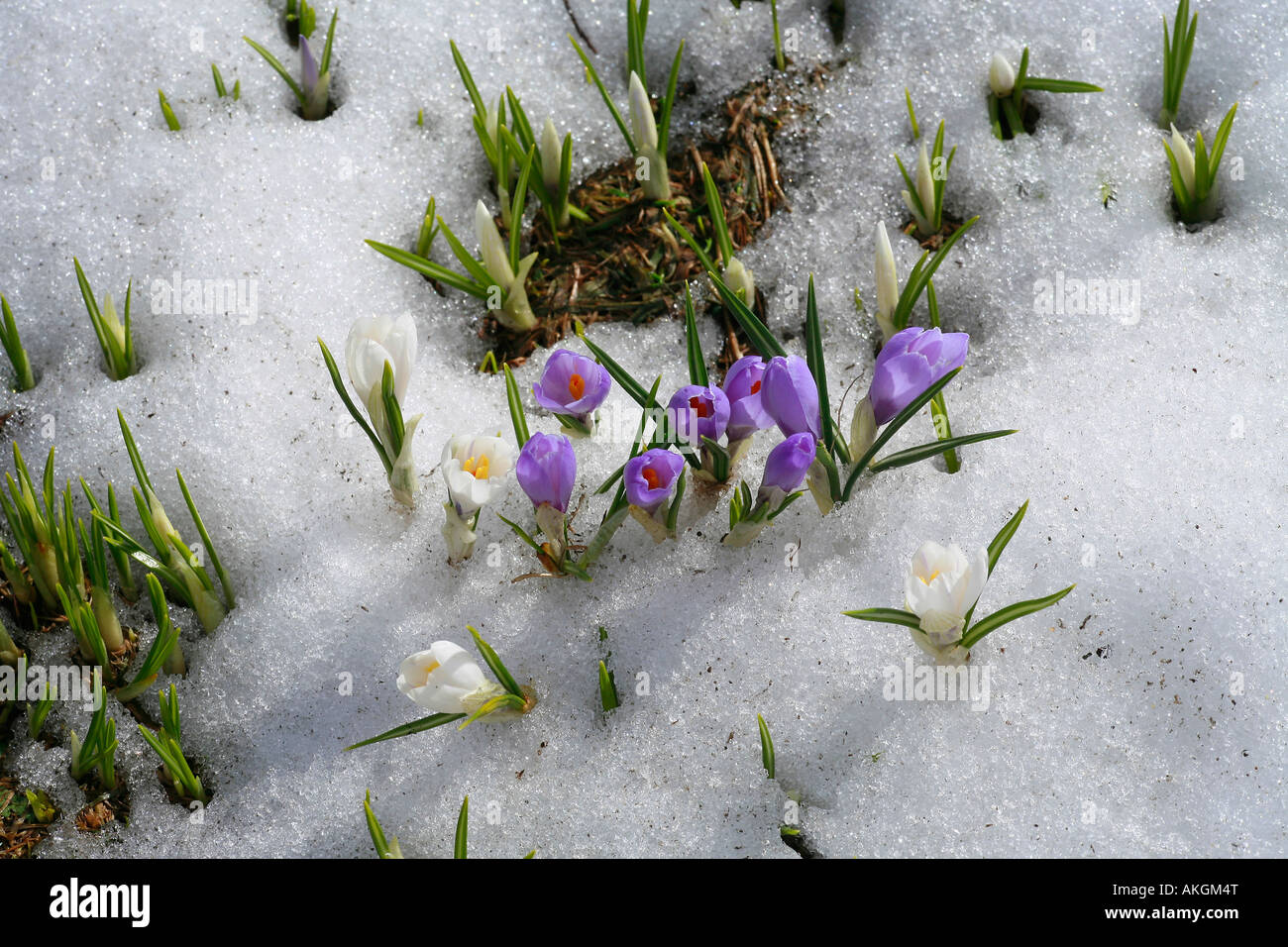 Crocus in snow hi-res stock photography and images - Alamy