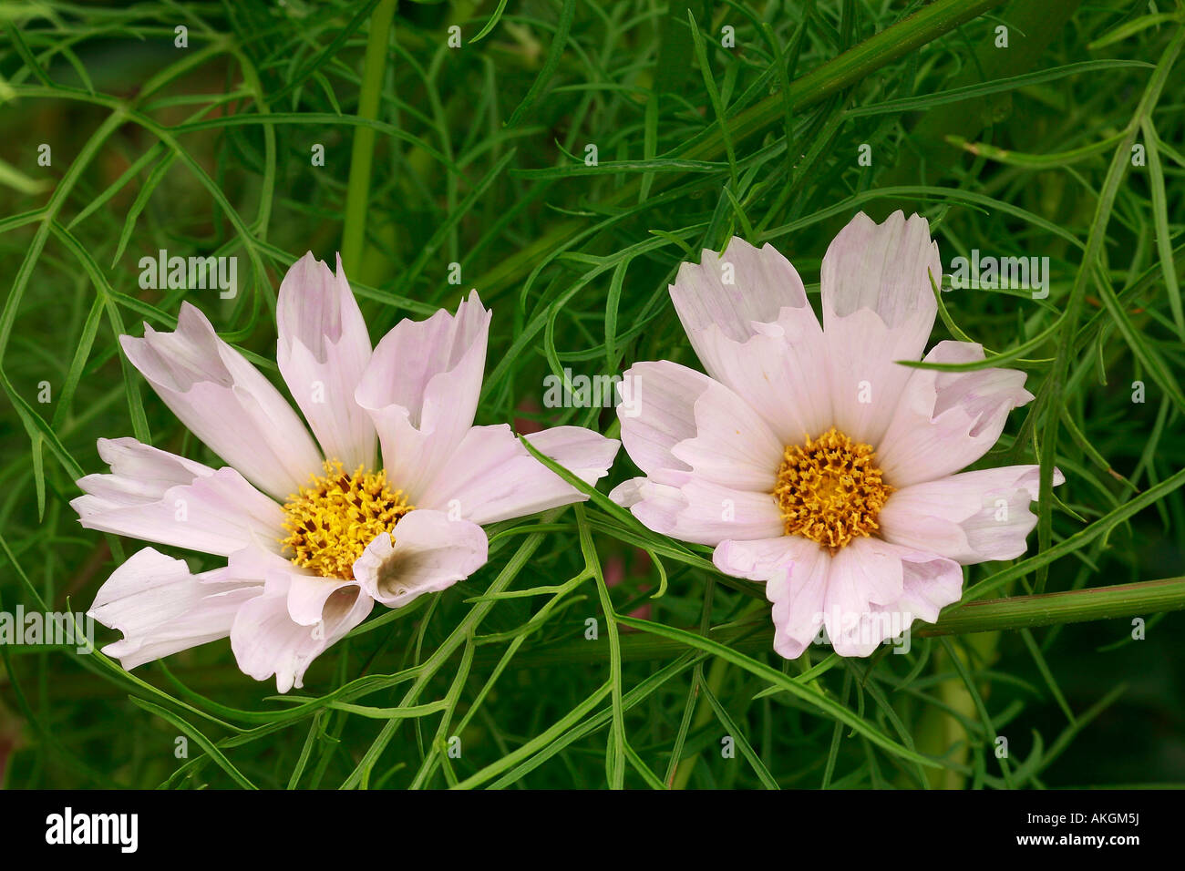 Cosmos bipinnatus "Sea Shells Stock Photo - Alamy