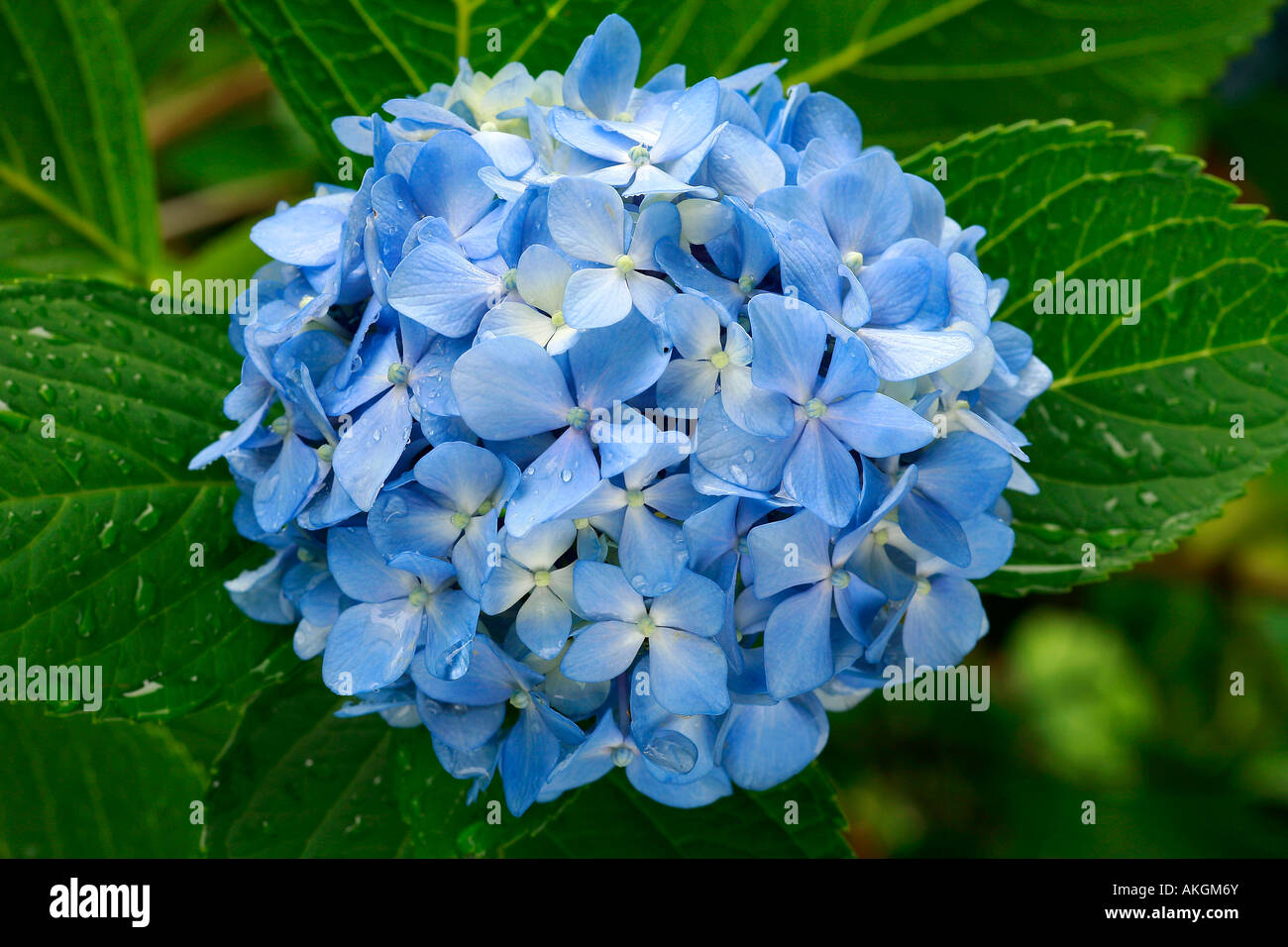 Hydrangea macrophylla "Otaksa Stock Photo - Alamy