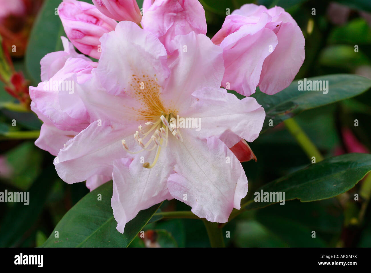 Rhododendron dauricum "April Snow Stock Photo - Alamy
