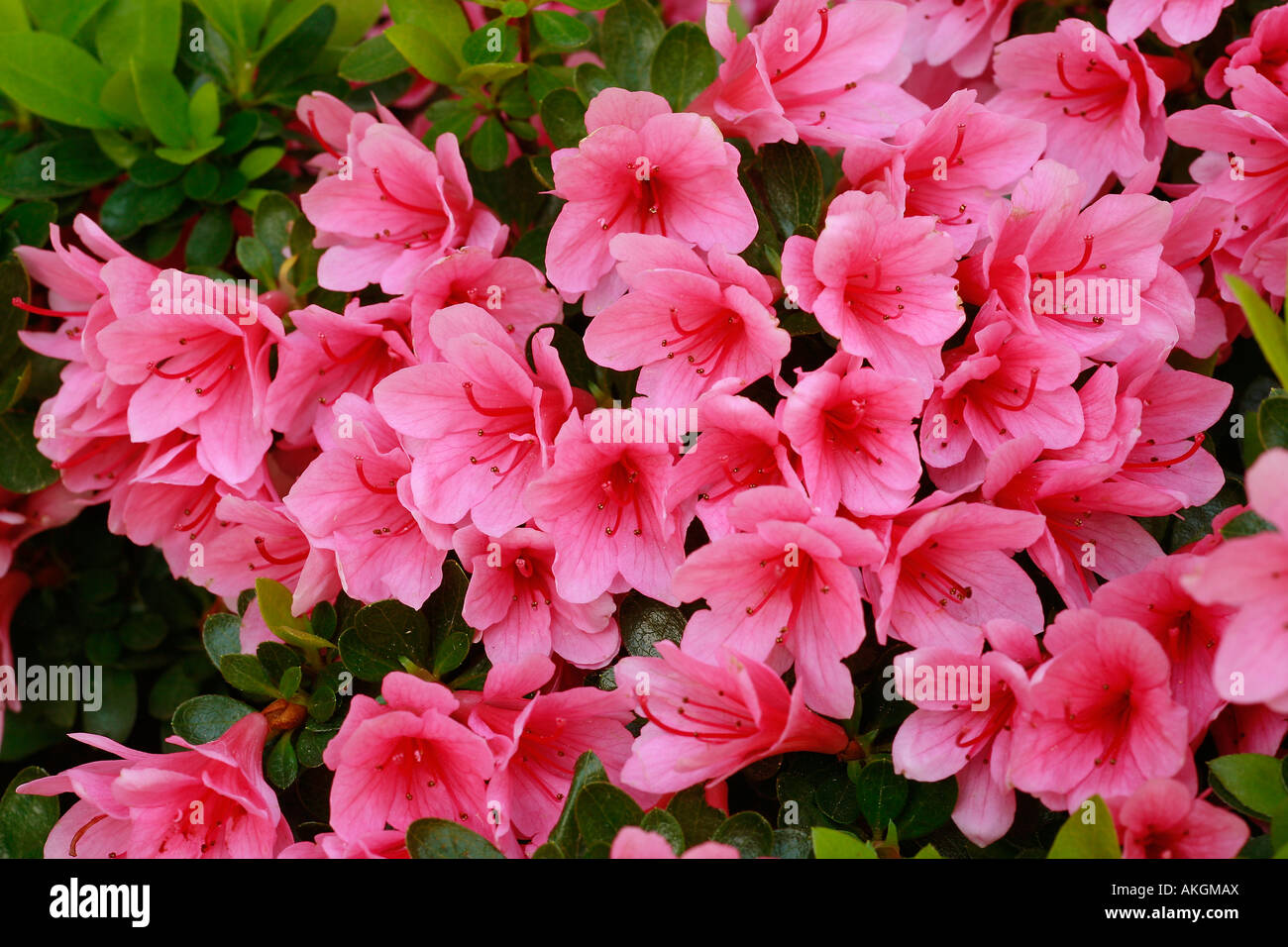Rhododendron kirin hi-res stock photography and images - Alamy